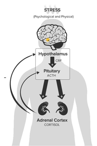 The Hpa Axis Volstad Integrated Wellness Palm Beach Gardens Fl